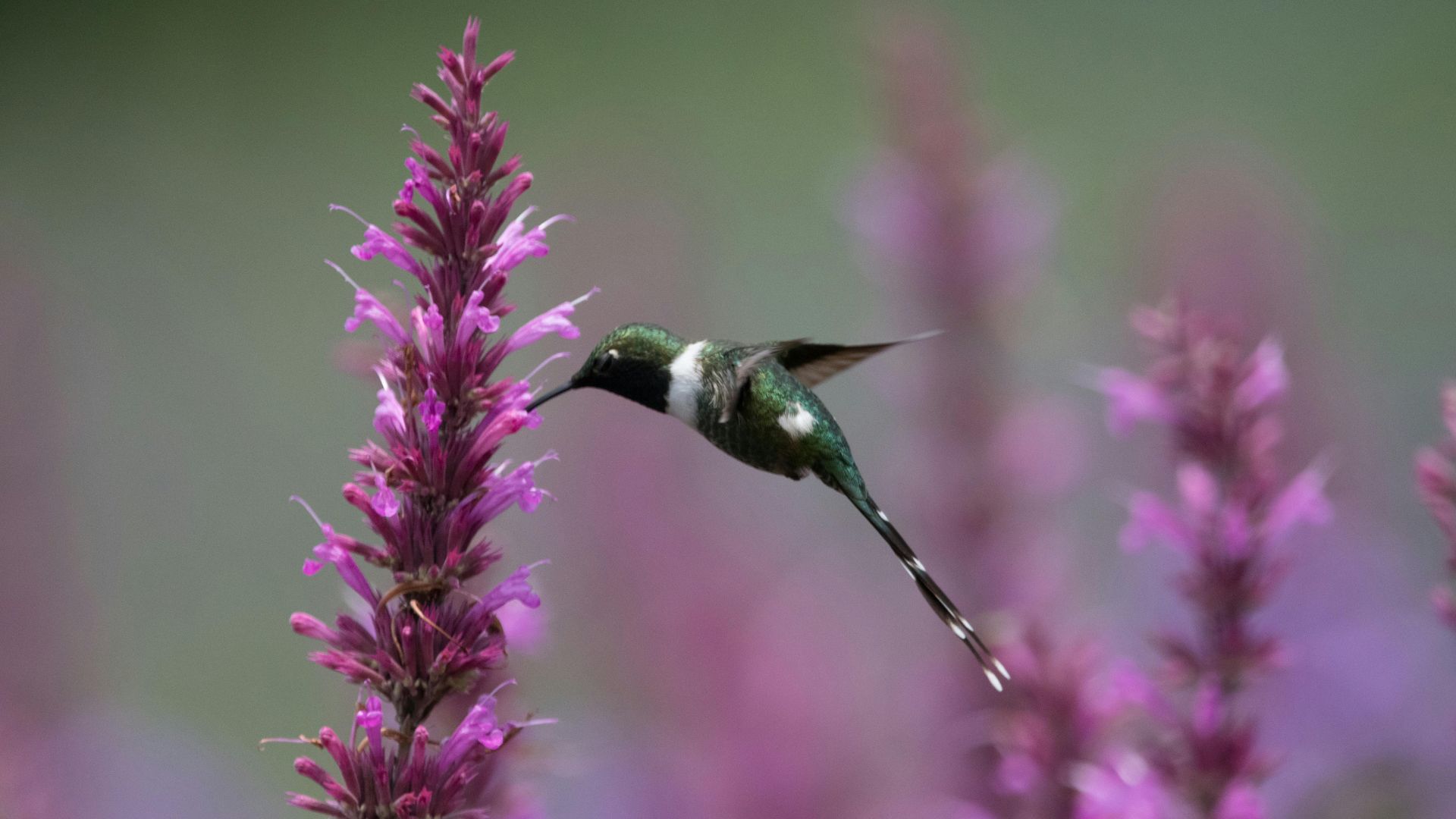 12 Best Flowers For Attracting Hummingbirds Into Your Garden