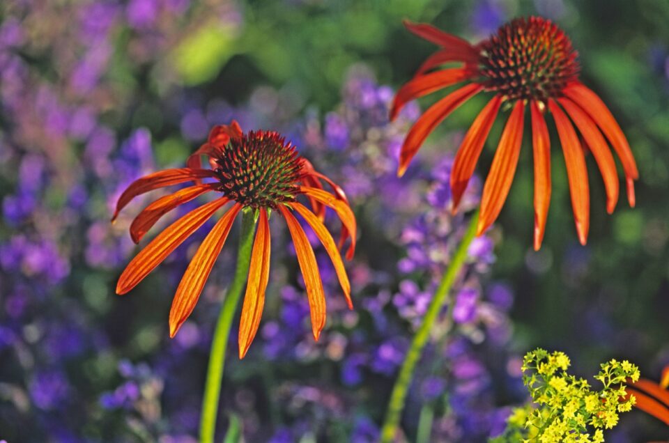 35 Coneflower Varieties That Will Instantly Brighten Your Garden