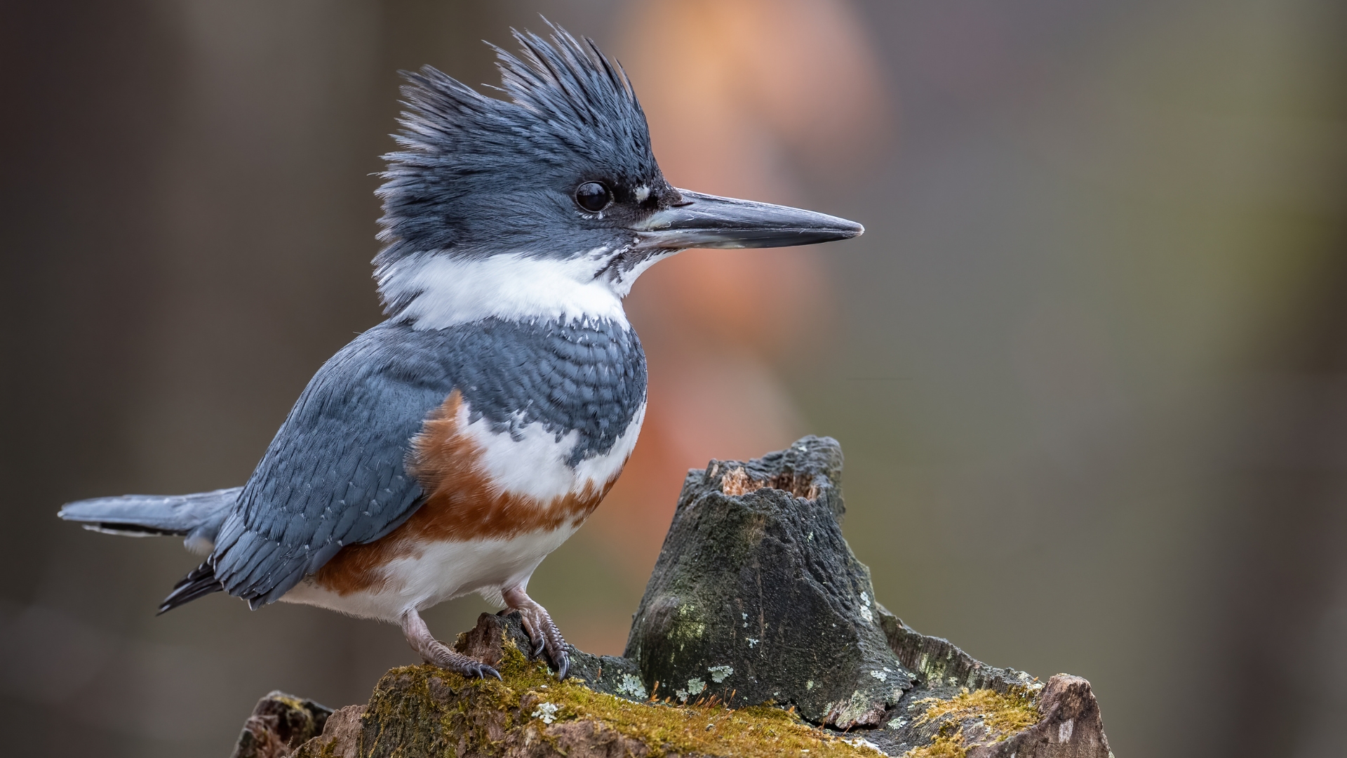 35 Types Of Birds You Might See In Your Backyard