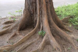 Should You Cover A Tree's Exposed Roots With Soil, Or Is It A Risky Move?