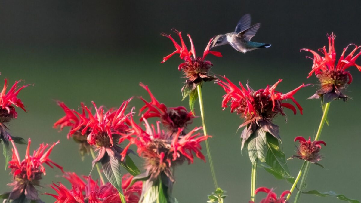 Build The Ultimate Pollinator Garden With These 36 Flowers