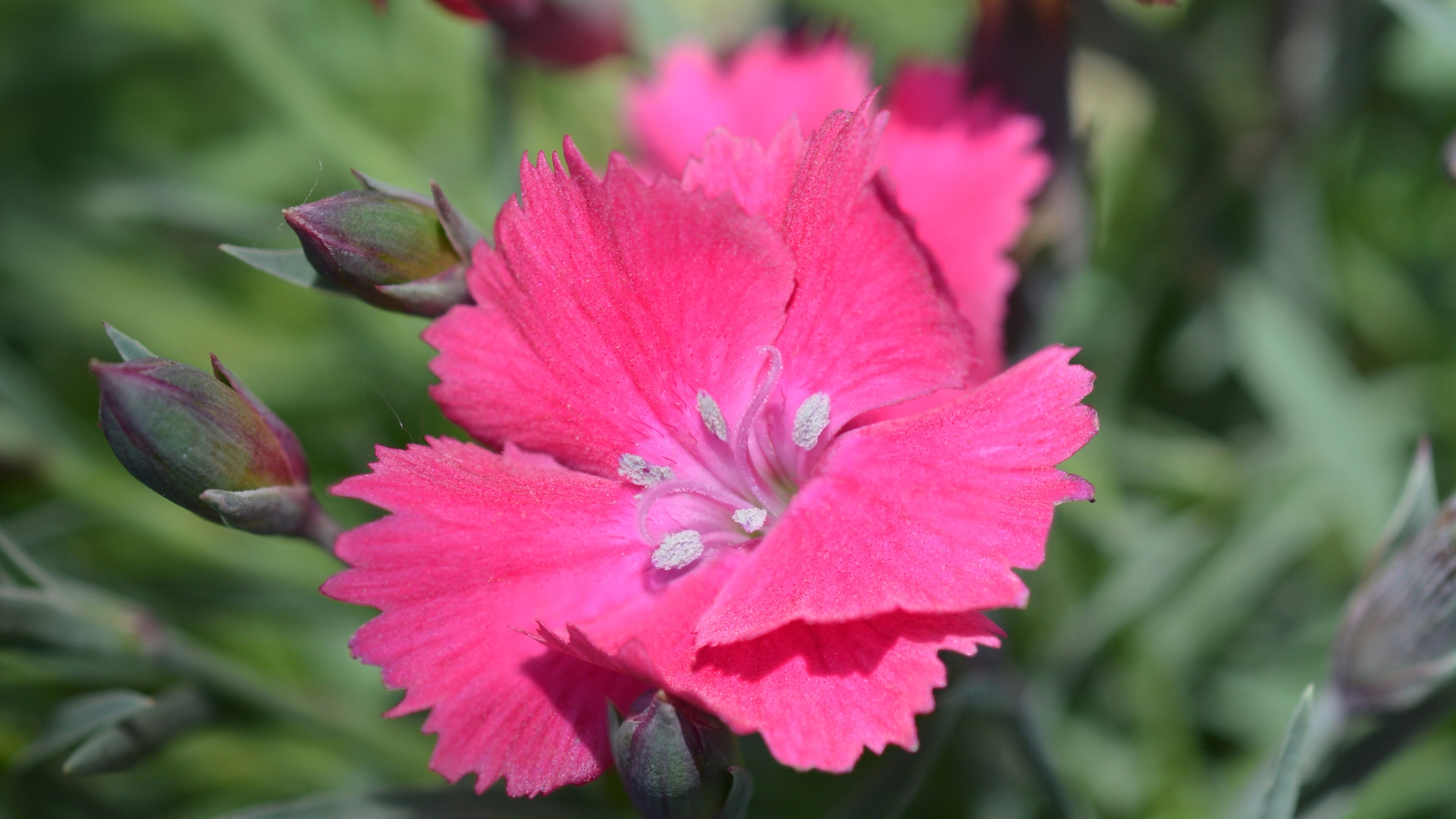 39 Rare Flowers That Will Make Your Garden Even More Unique