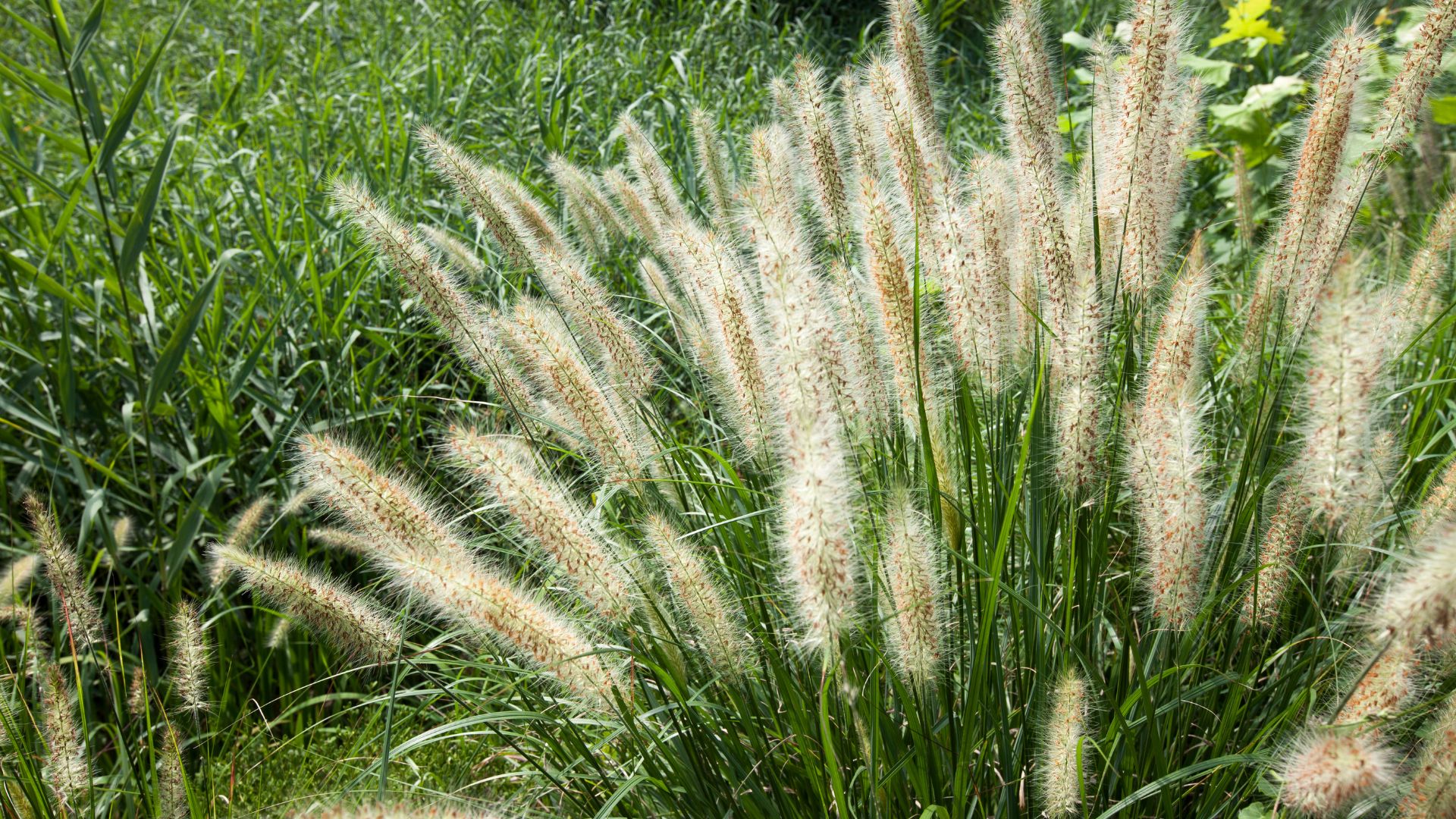 These 30 Stunning Ornamental Grasses Give You A Full, Textured Garden