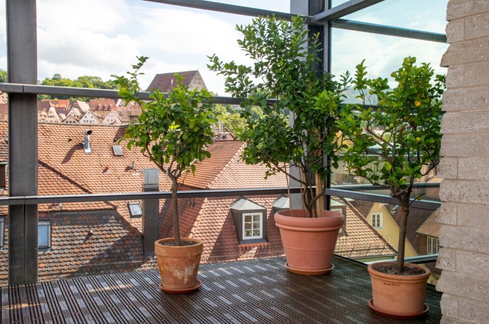 16 Plants That Bring Good Luck And Positive Energy To Your Home