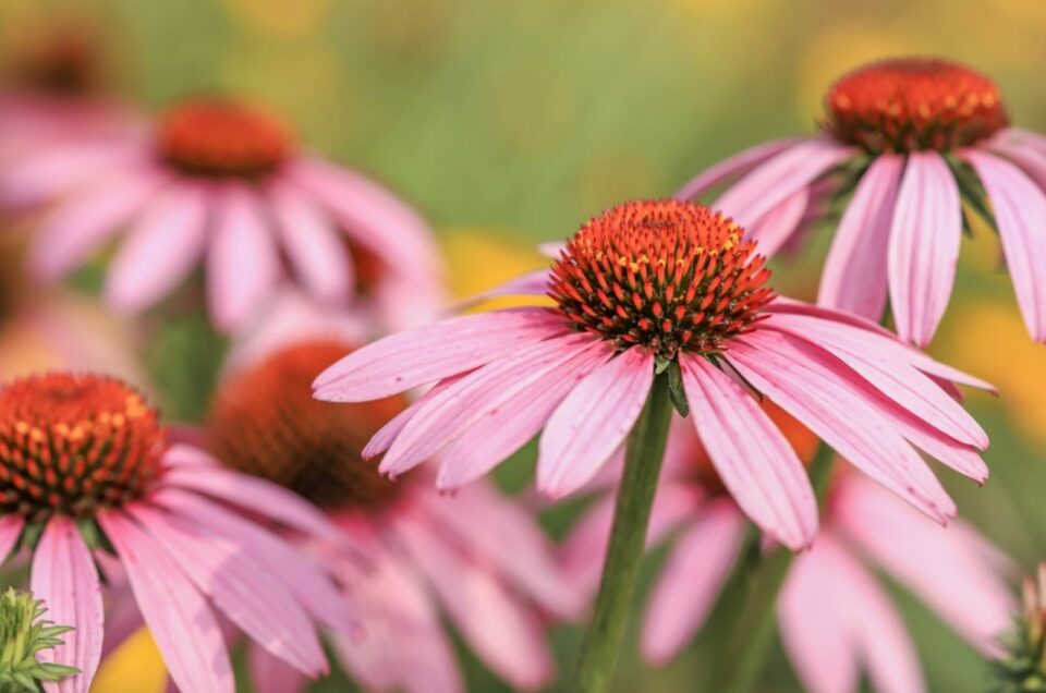 24 Stunning Perennials That Naturally Multiply And Spread
