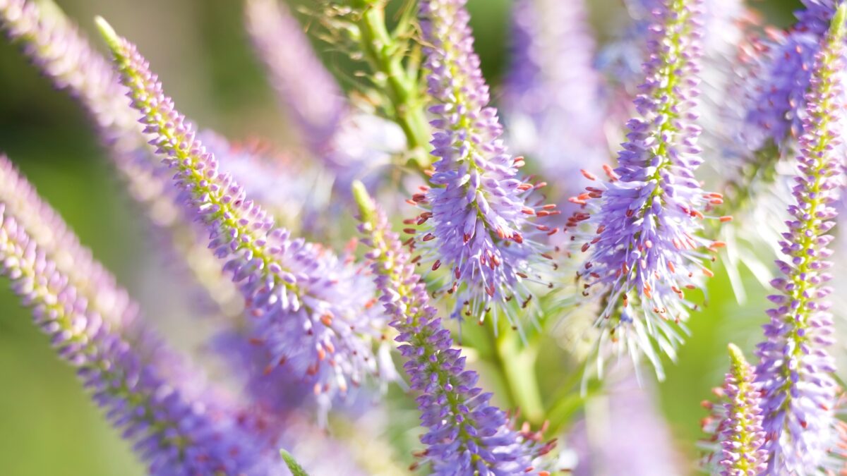 30 Resilient Plants That Grow Well In Heavy Clay Soil