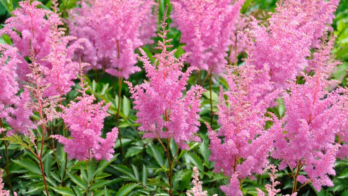 31 Small Plants For Landscaping