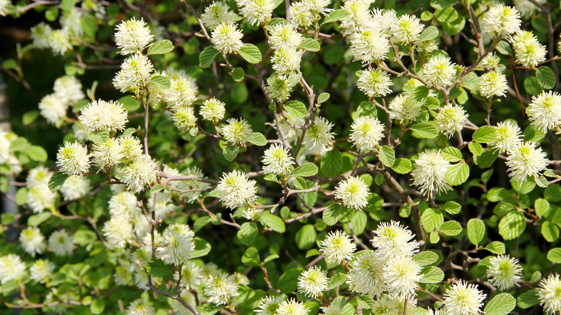 32 Hardy Perennials That Are Perfect for Hedges