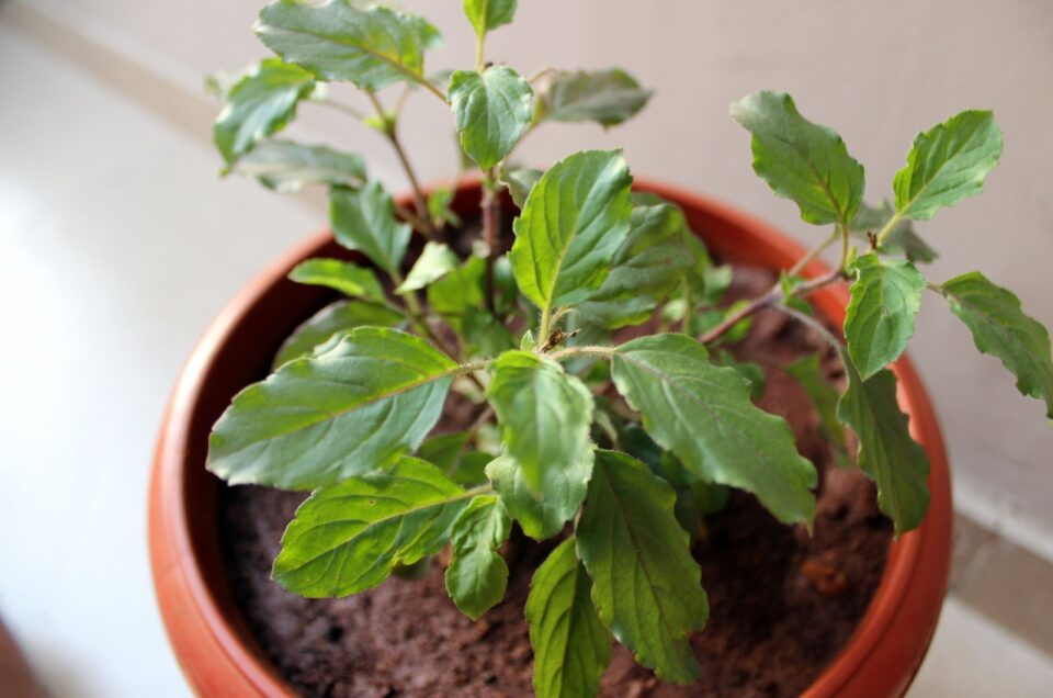16 Plants That Bring Good Luck And Positive Energy To Your Home
