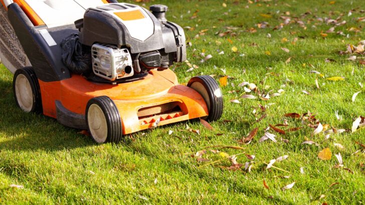 How Often Should You Mow Your Lawn? 20 Tips to Time It Right