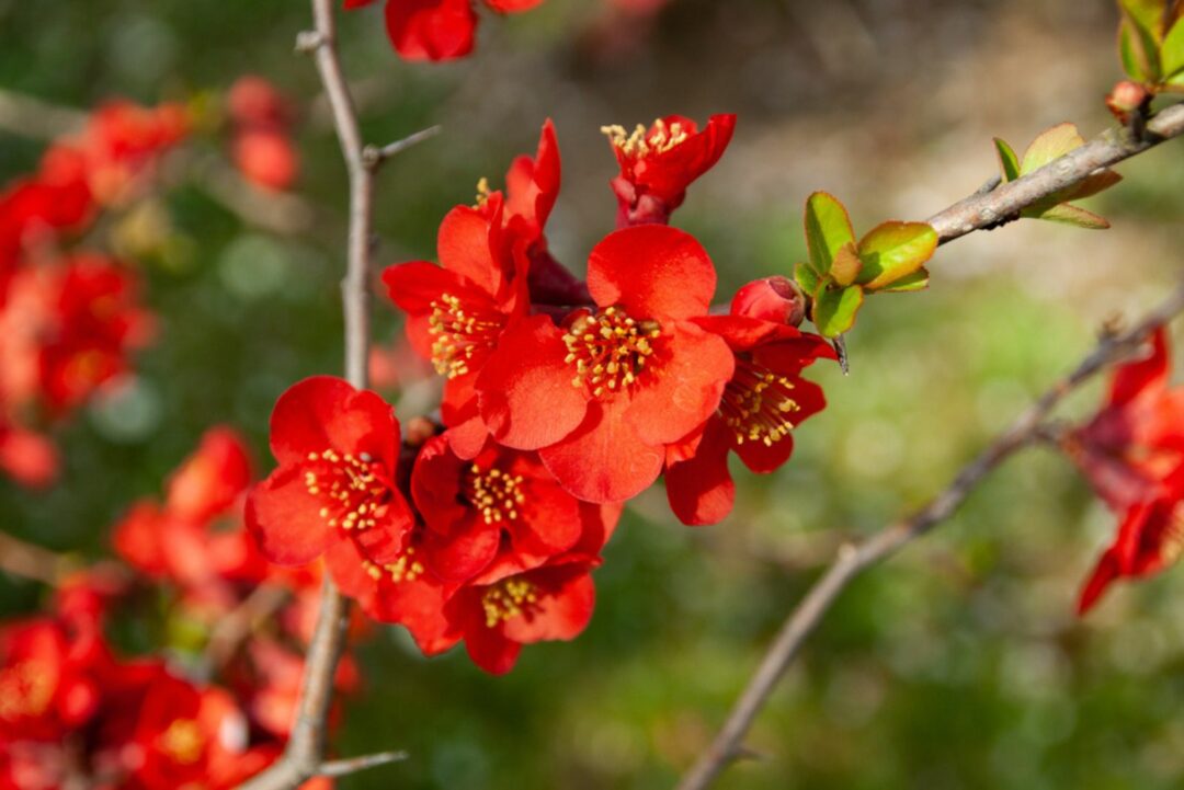 33 Stunning Flowering Shrubs To Transform Your Garden