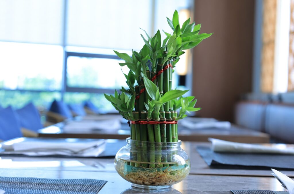 16 Plants That Bring Good Luck And Positive Energy To Your Home