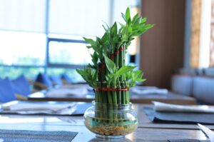 16 Plants That Bring Good Luck And Positive Energy To Your Home