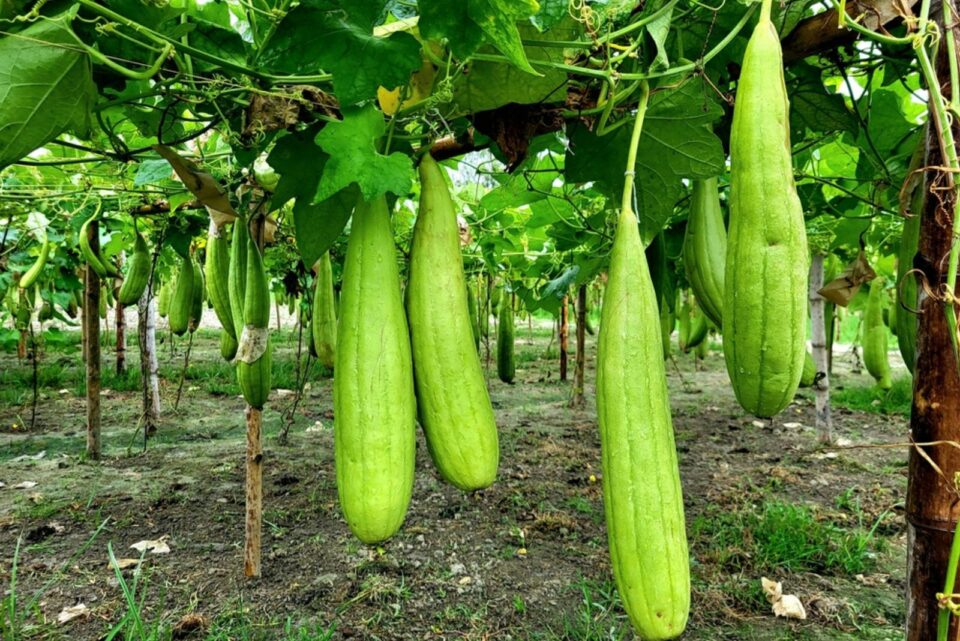 26 Vegetables That Are Perfect For Vertical Gardens