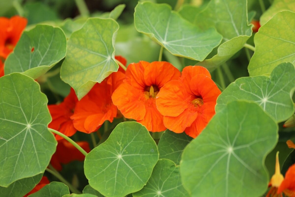 34 Plants That Attract Swallowtail Butterflies