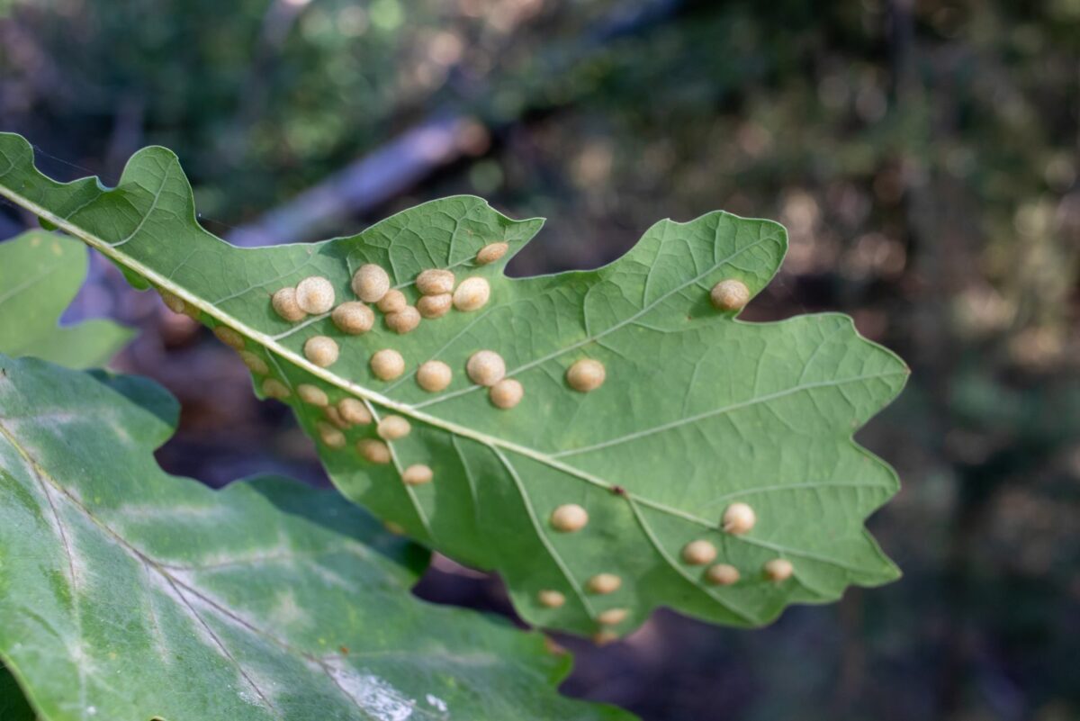 Do Tree Galls Affect Tree Health And When To Consider Removal