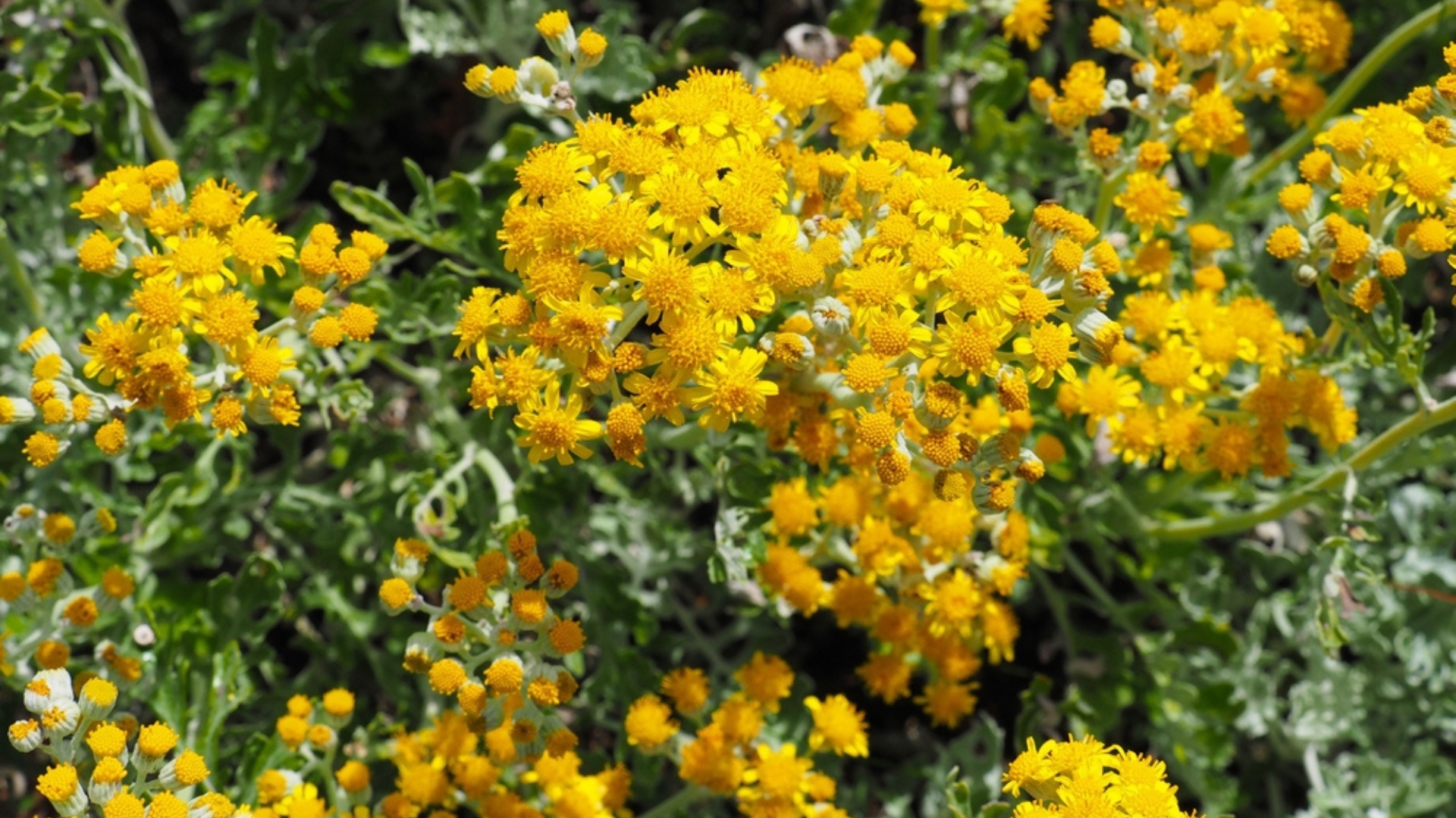 31 Ground Cover Plants For Full Sun