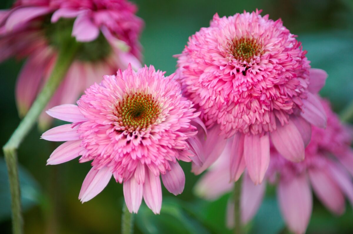 35 Coneflower Varieties That Will Instantly Brighten Your Garden