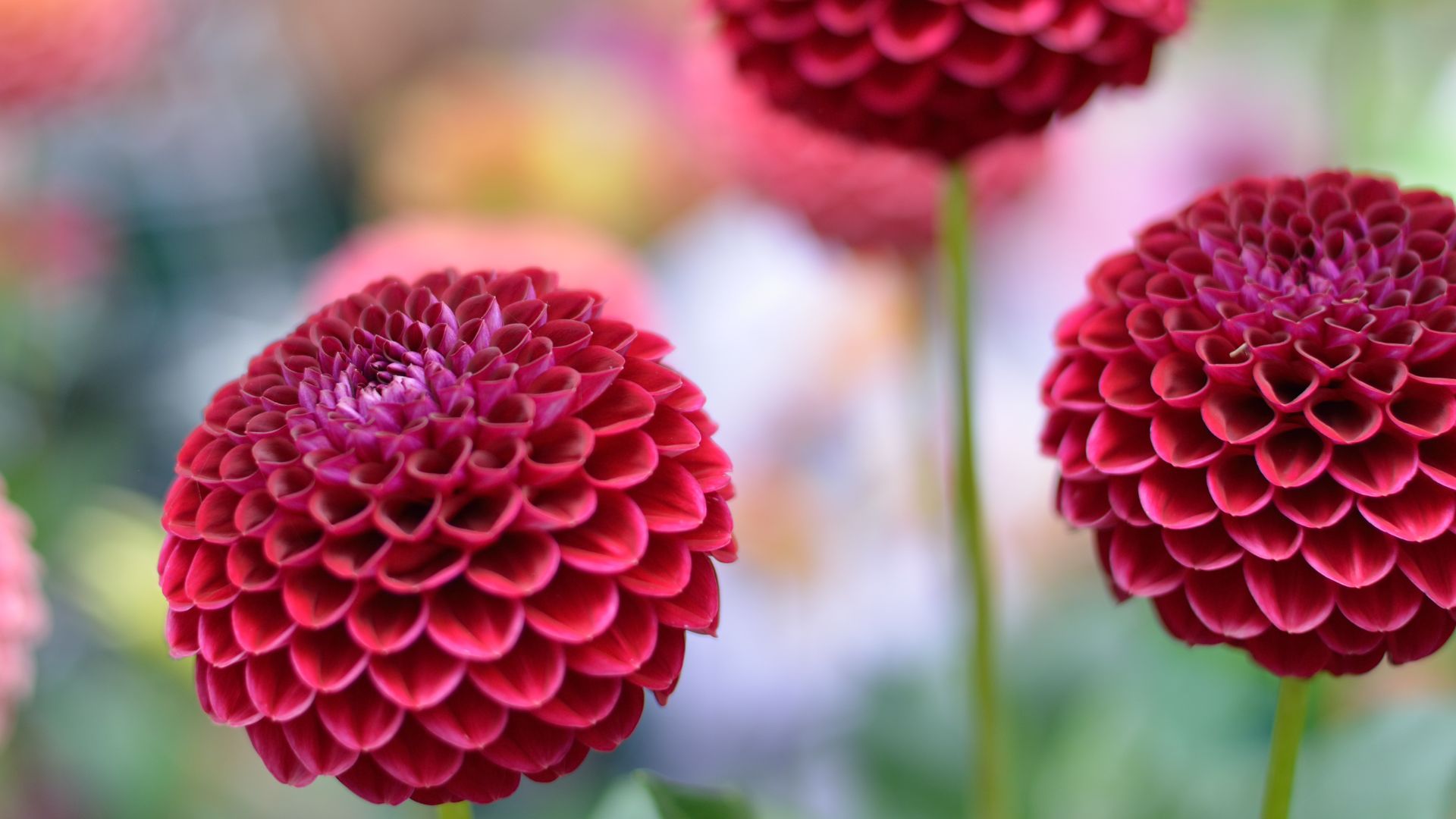35 Incredible Red Perennials That Will Never Leave Your Garden Once Planted