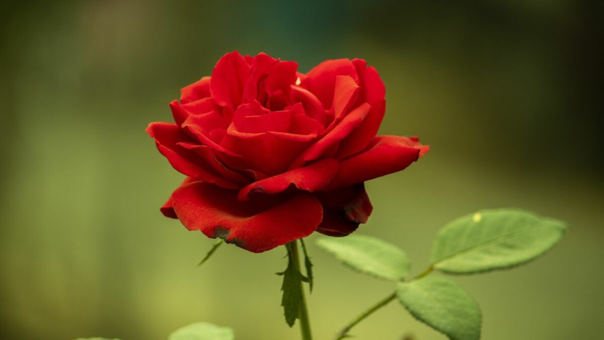 35 Incredible Red Perennials That Will Never Leave Your Garden Once Planted