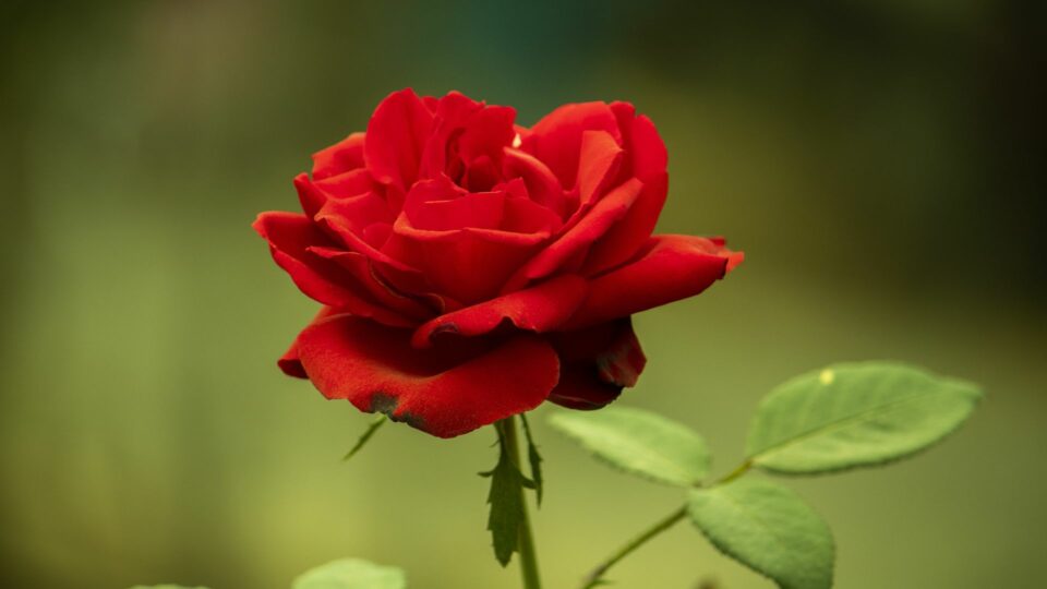 35 Incredible Red Perennials That Will Never Leave Your Garden Once Planted