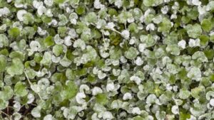 31 Ground Cover Plants For Full Sun