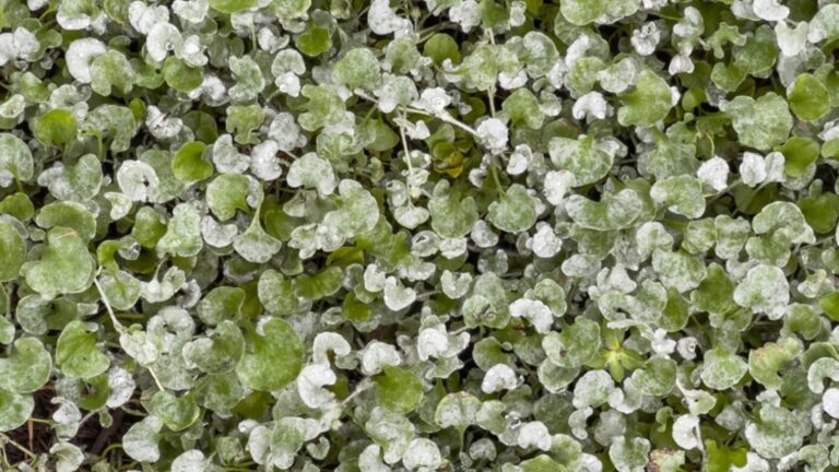 31 Ground Cover Plants For Full Sun