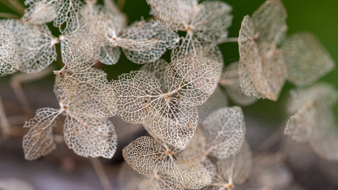 39 Bizarre Plants (Nature’s Supernatural Wonders)