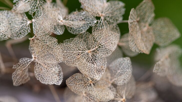 39 Bizarre Plants (Nature’s Supernatural Wonders)