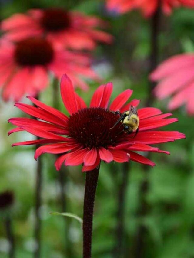 35 Coneflower Varieties That Will Instantly Brighten Your Garden