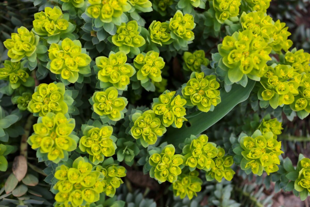 Avoid Touching These 35 Plants That Can Cause Serious Harm