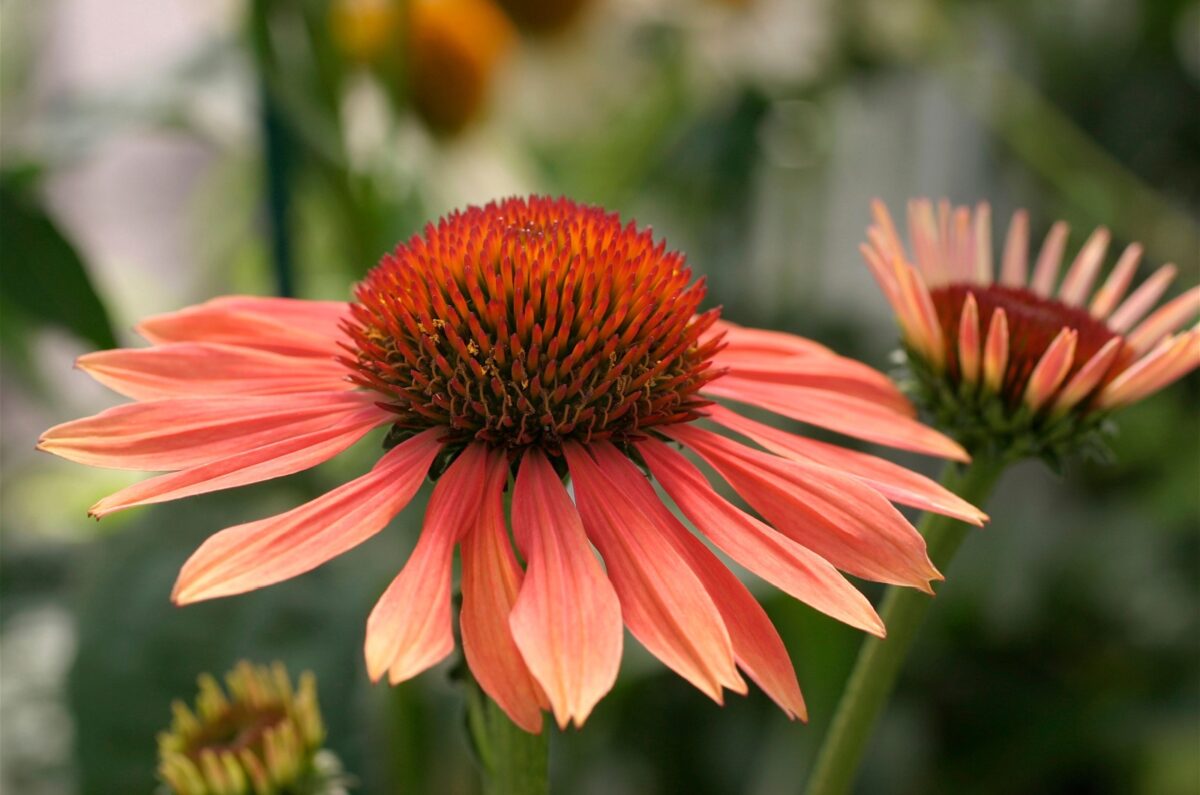 35 Coneflower Varieties That Will Instantly Brighten Your Garden