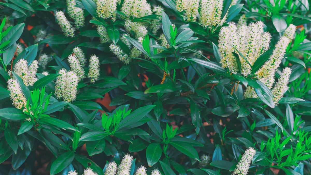 27 Beautiful Small Shrubs for Outdoor Spaces of Any Size
