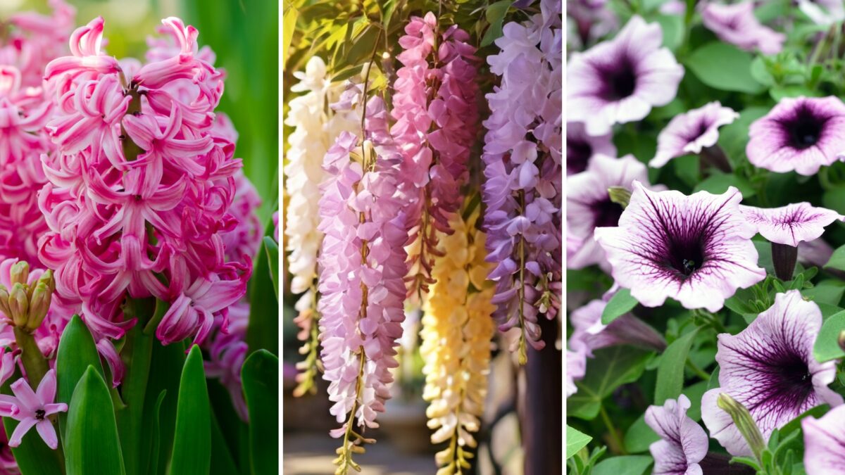 The 53 Most Breathtaking Flowers on Earth
