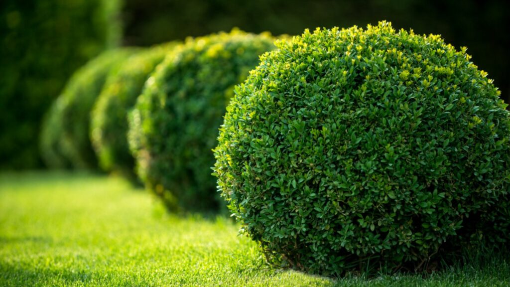 The Best Low-Maintenance Hedge Plants – 27 Picks For Backyard Boundaries