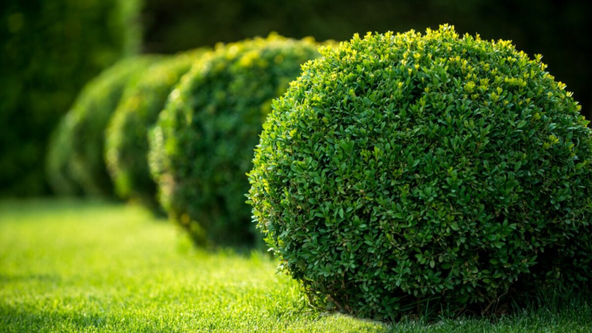The Best Low-Maintenance Hedge Plants – 27 Picks For Backyard Boundaries