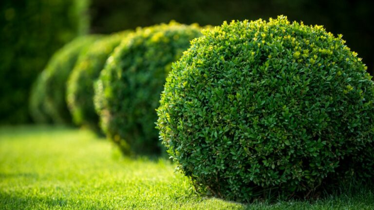 The Best Low-Maintenance Hedge Plants – 27 Picks For Backyard Boundaries