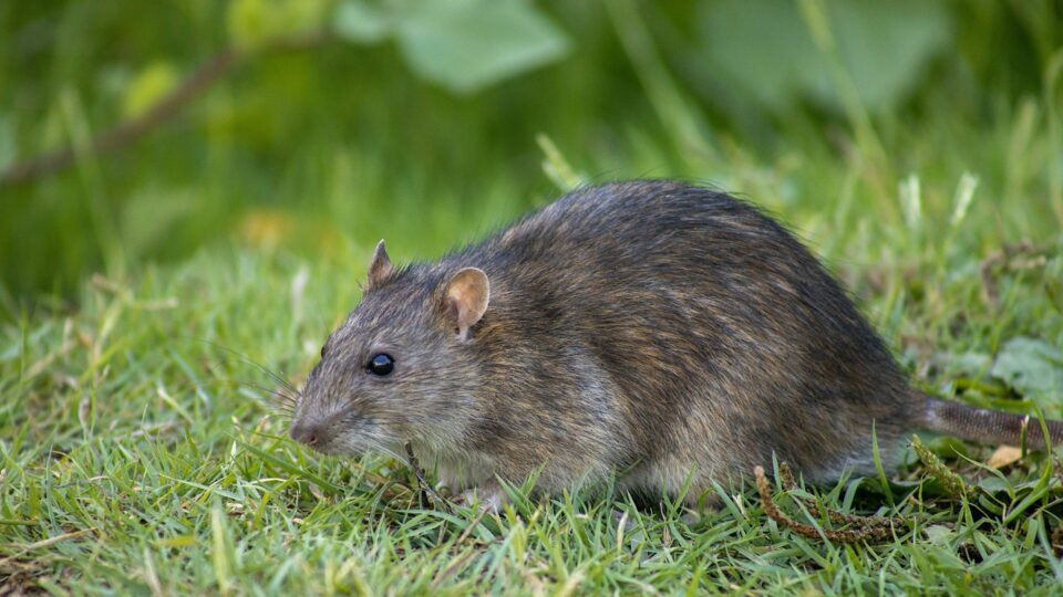 The Sweet-Smelling Solution To Keep Rats Out Of Your Yard