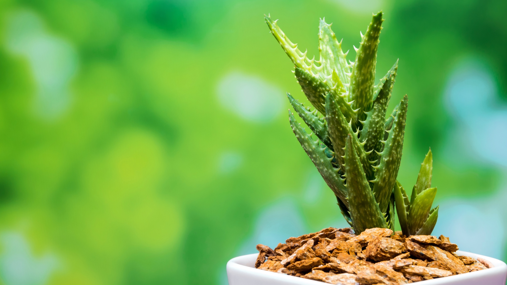 19 Best Succulents To Grow Indoors