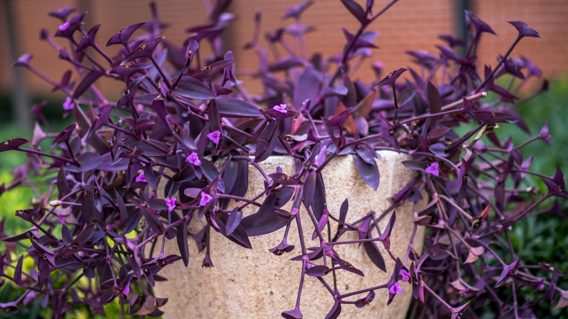 34 Perennial Ground Covers You’ll Love – Say Goodbye to Replanting