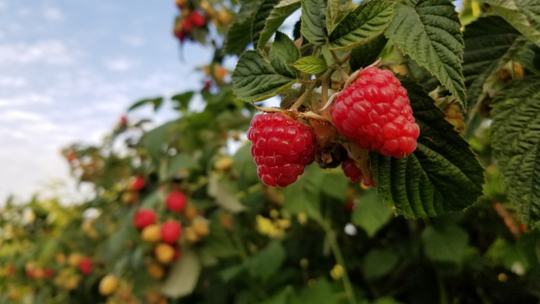 32 Companion Plants Perfect For Raspberries - Positivebloom