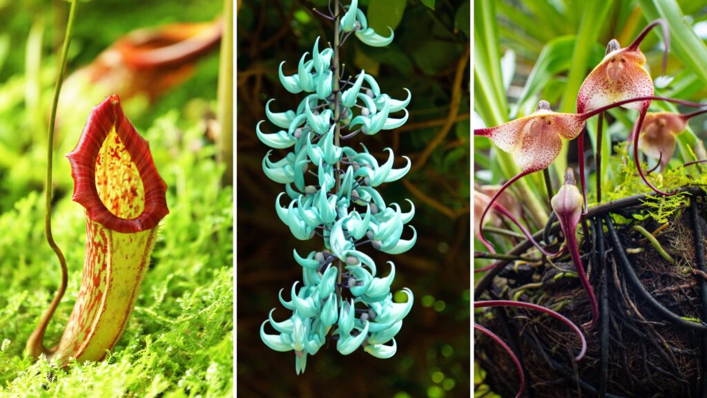38 Weird Plants (Nature’s Supernatural Wonders)