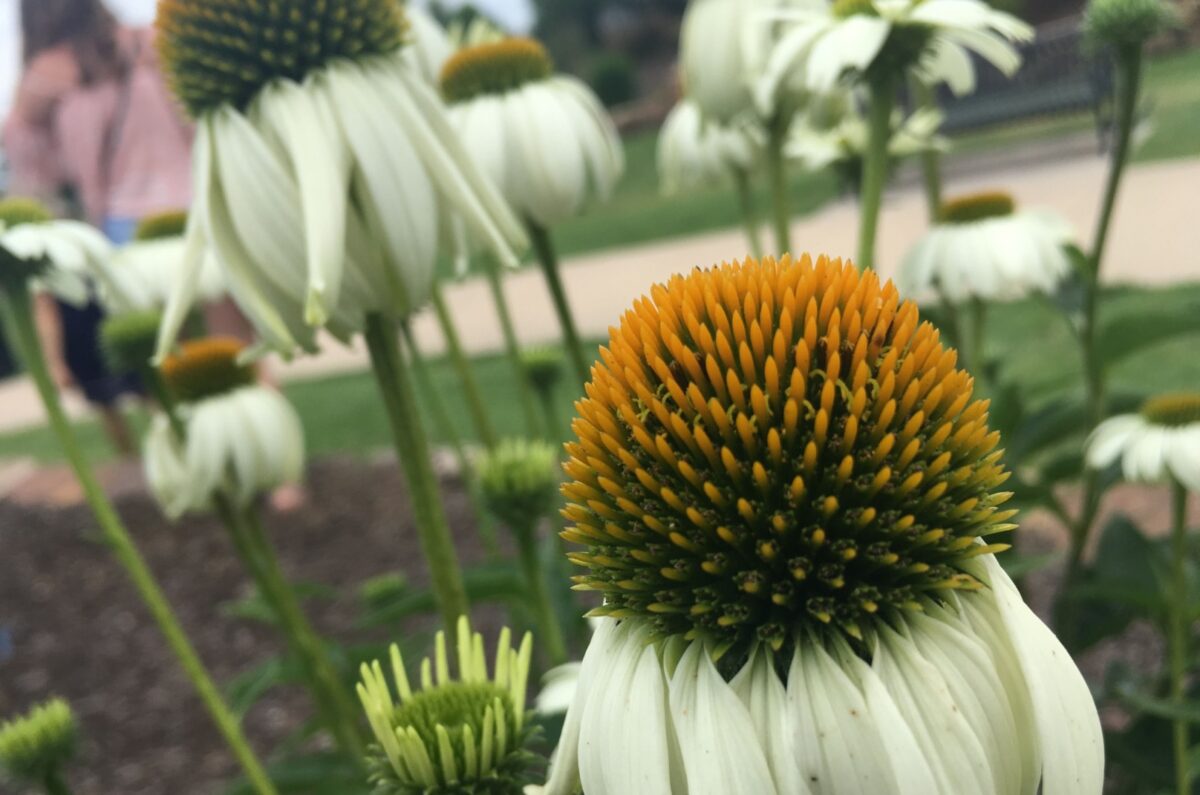 35 Coneflower Varieties That Will Instantly Brighten Your Garden