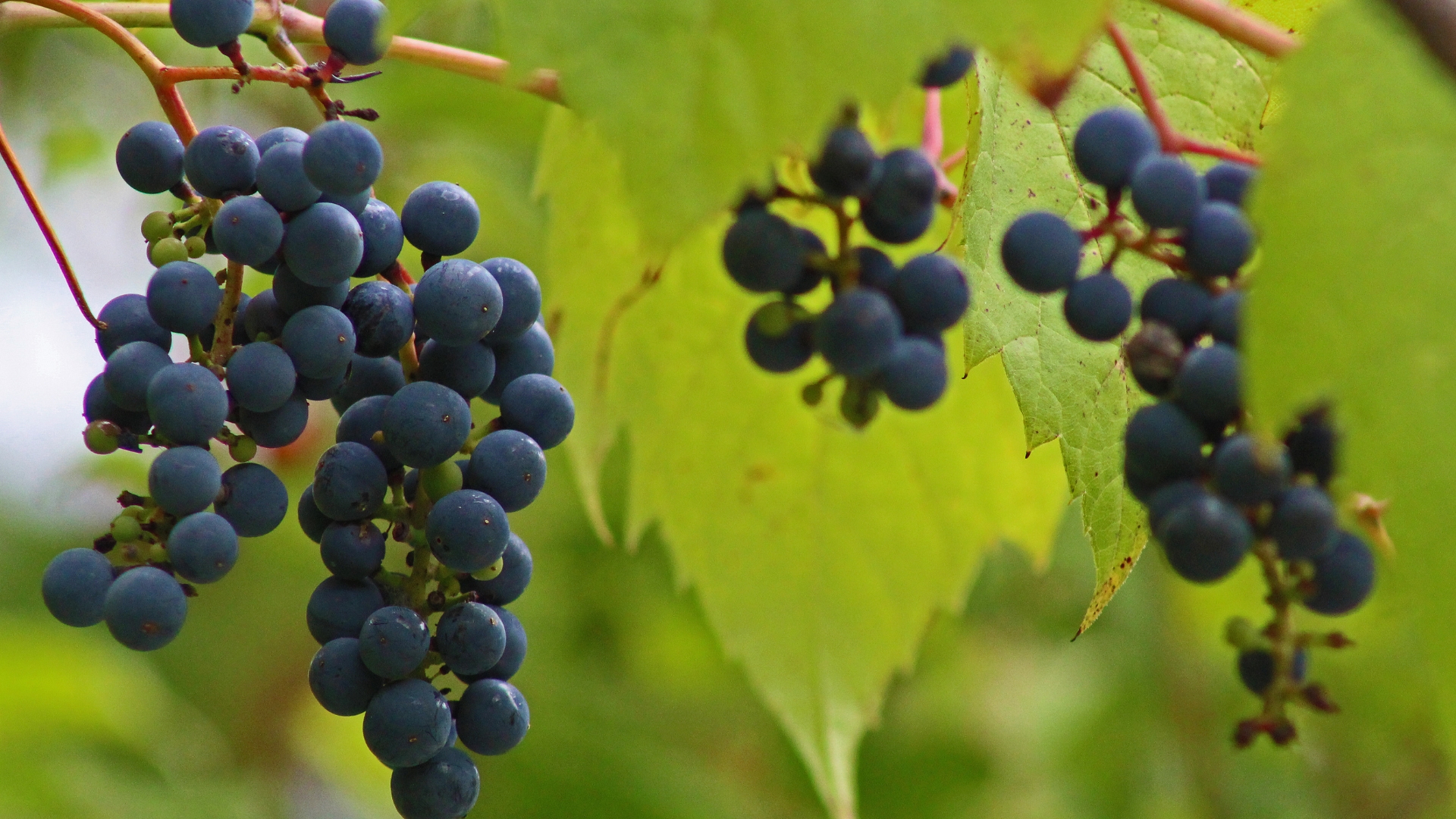 24 Captivating Plants That Attract Beautiful Bluebirds to Your Yard