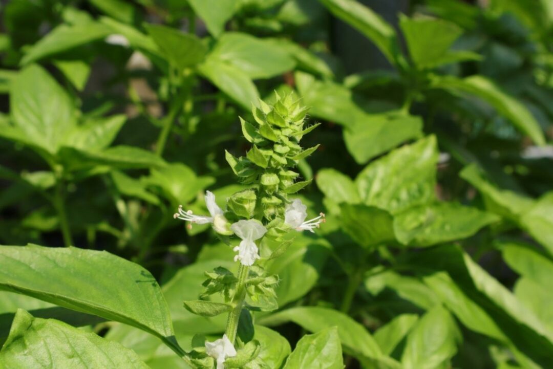 Why Pinching Off Basil Flowers Is The Secret To A Healthier, More ...