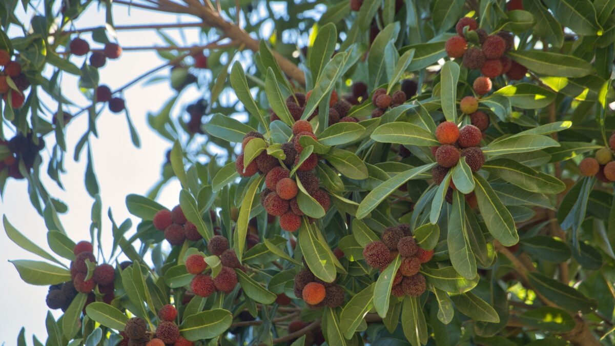 Add These 29 Berried Plants To Your Garden To Entice All The Birds