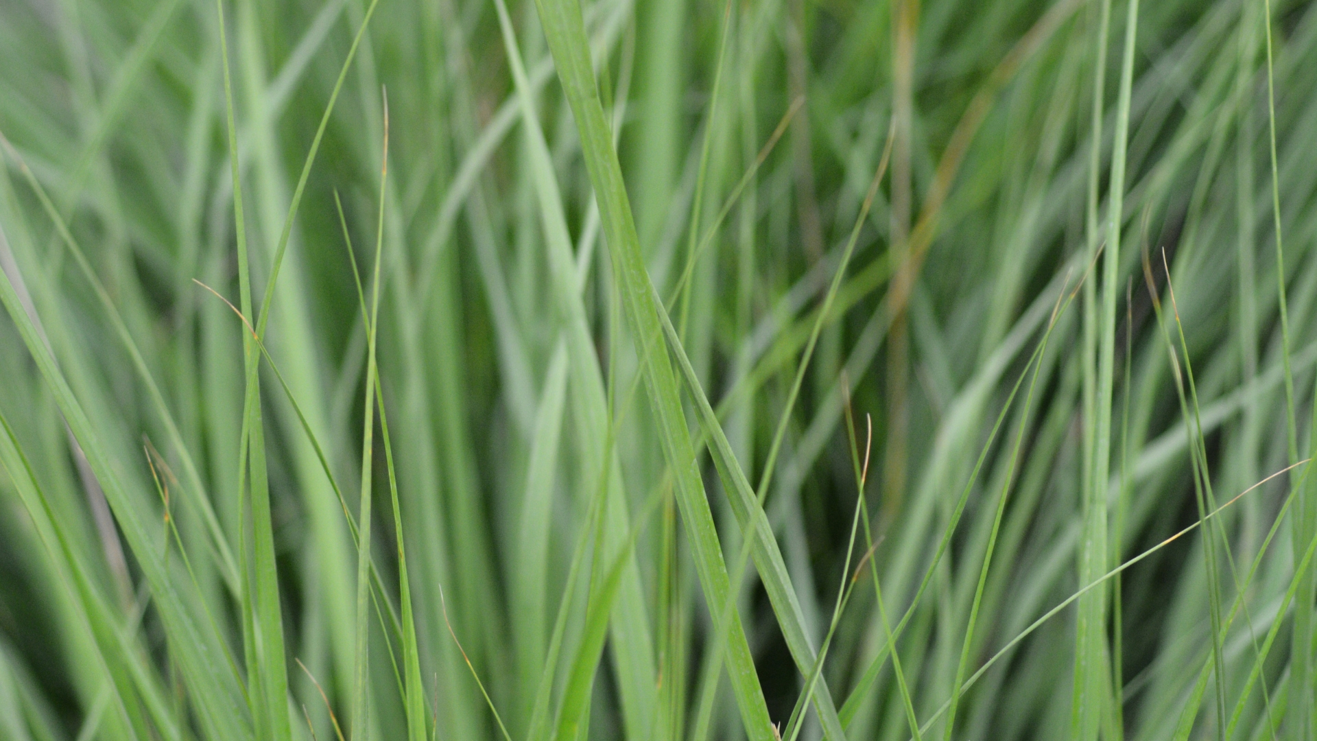 23 Easy-Care Lawn Grasses That Practically Take Care Of Themselves