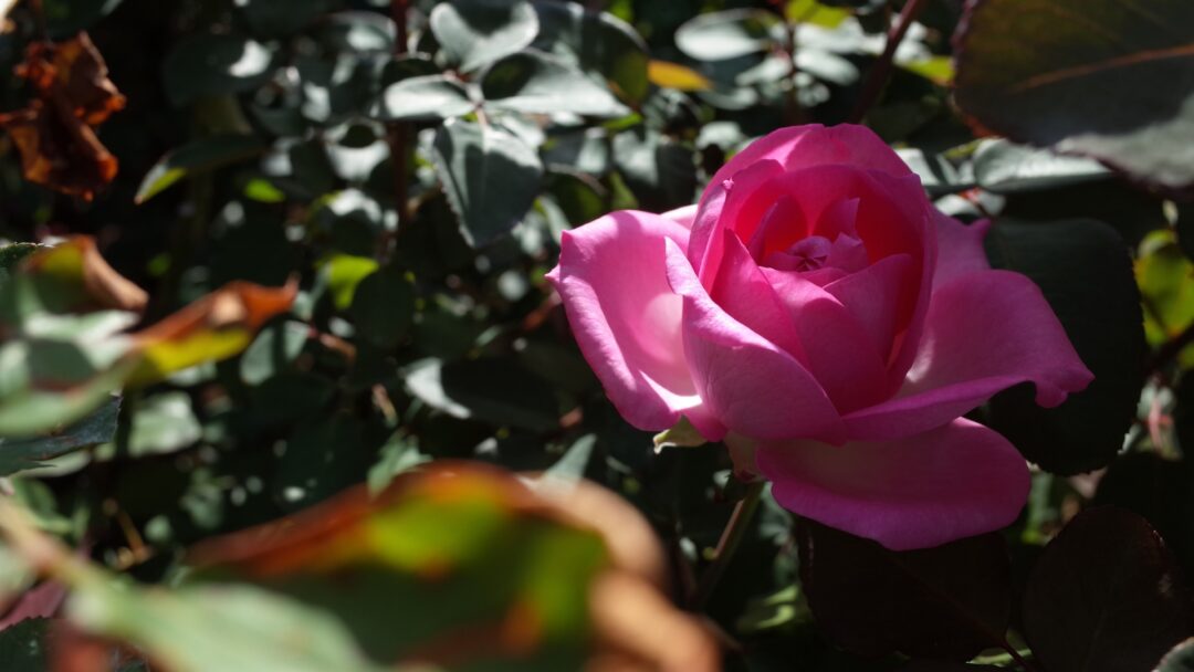 If You’re A Rose Enthusiast, Here Are 42 Must-Have Varieties To Add To ...