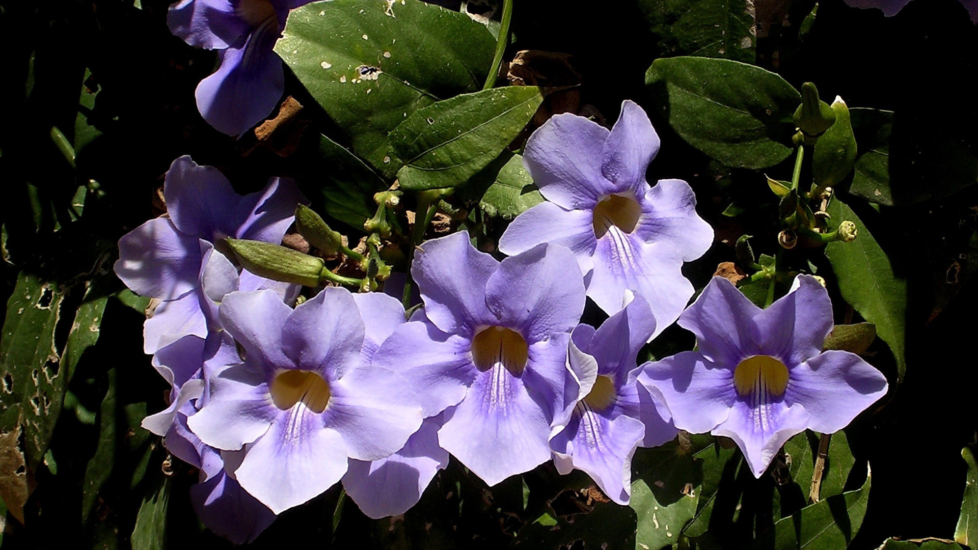31 Spectacular Stunning Perennial Flowering Vines That Come Back Every Year