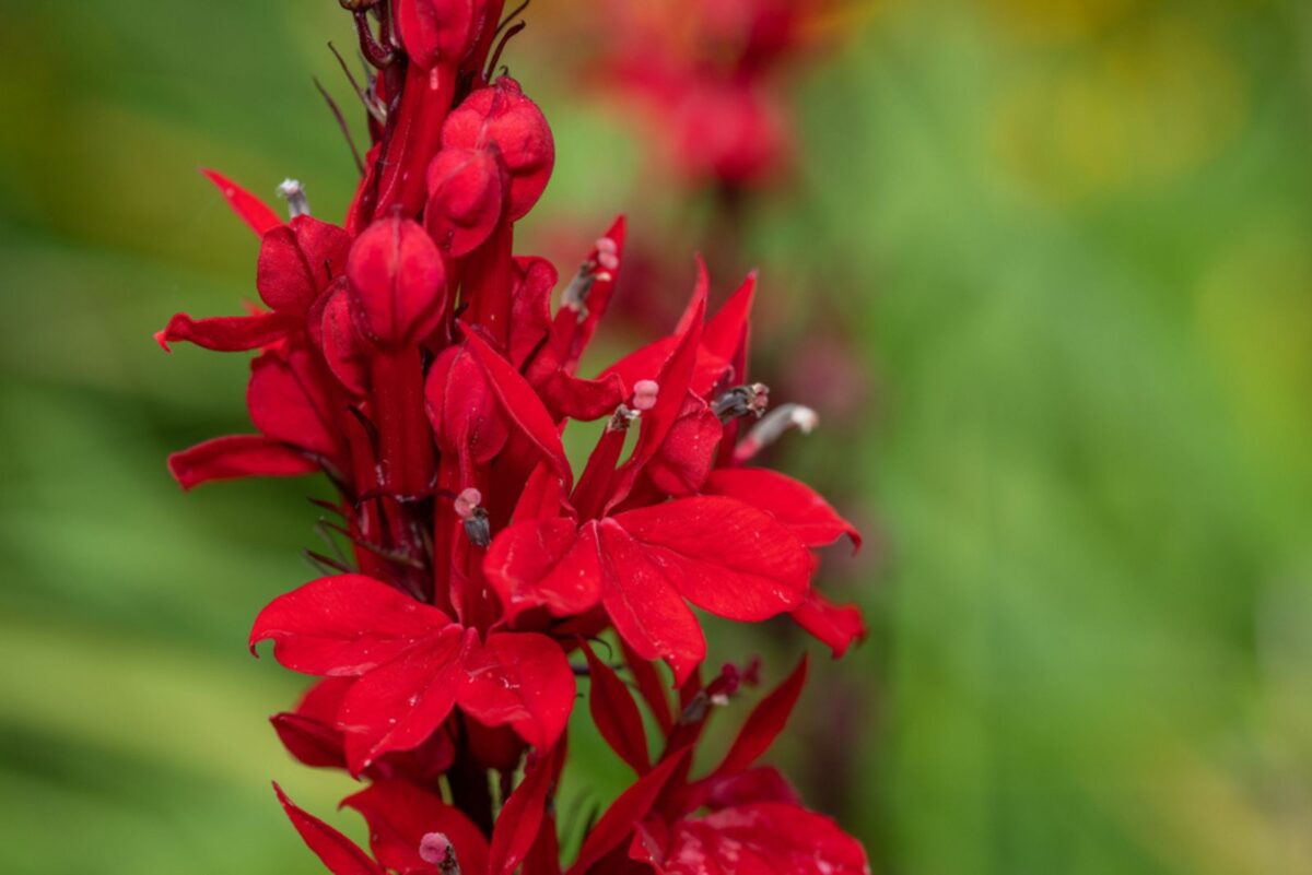 32 Pretty Plants That Thrive Without Direct Sunlight In Your Yard